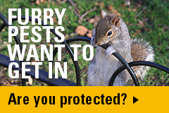 Wildlife Control & Removal | Critter Control Boston