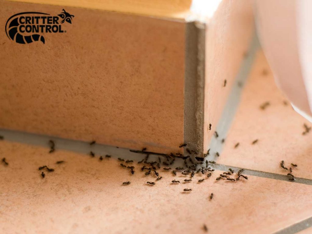 What Are Pest Control Services? | Critter Control Boston