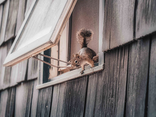 Why Is Wildlife Control So Important for Your House? | Critter Control ...