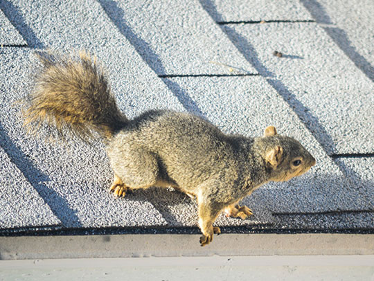 Critter Control® of Boston: Professional Wildlife Removal Services in ...